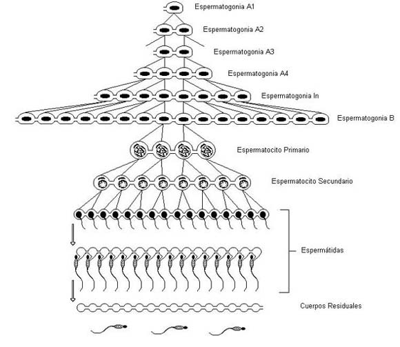 EMBRIOLOGIA - Mind42